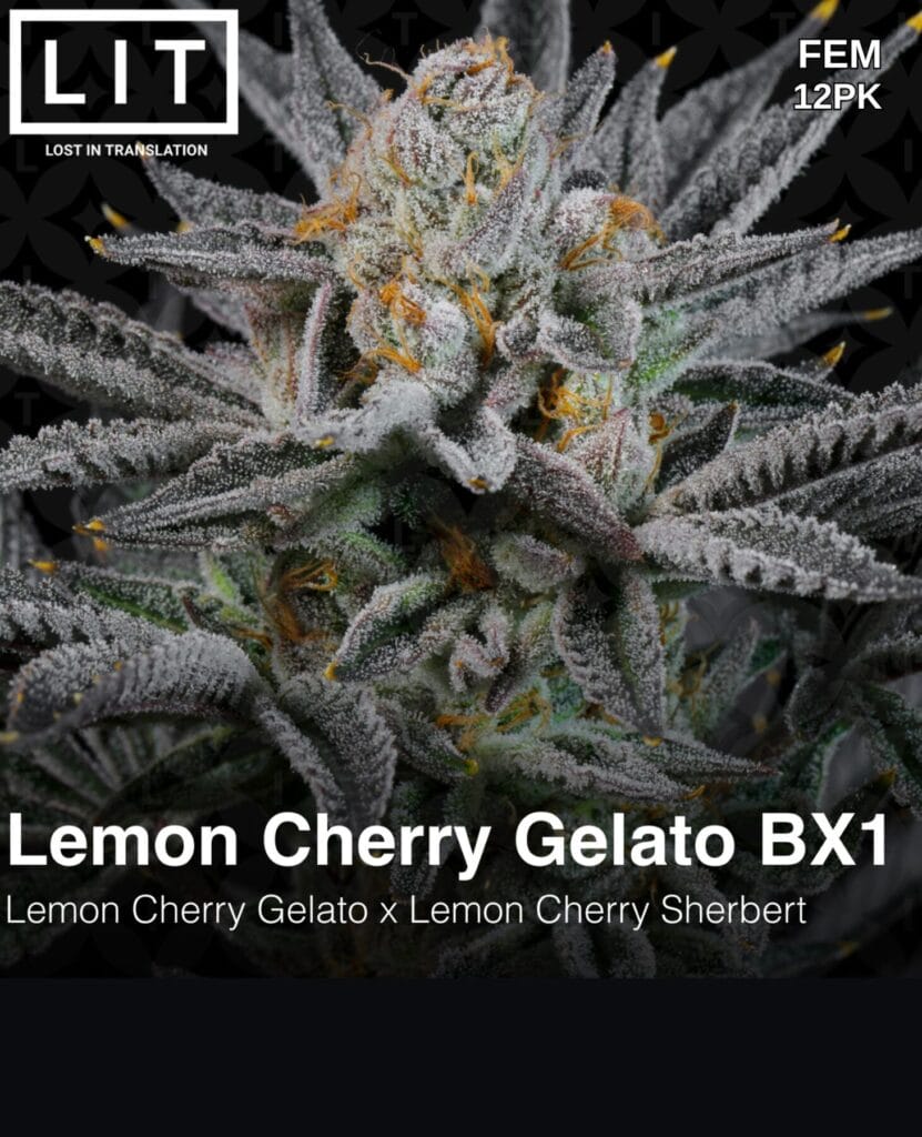 Order Lemon Cherry Gelato BX1 Feminized Cannabis Seeds | SHN