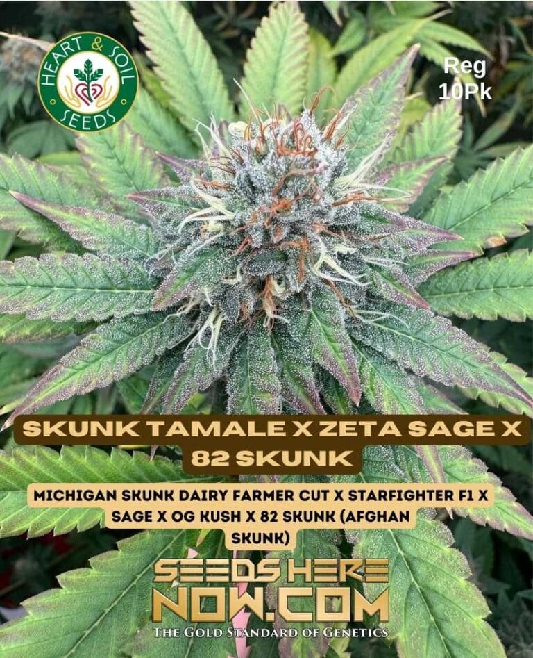 Skunk Tamale X Zeta S.A.G.E. X 82 Skunk Regular Marijuana Seeds For Sale