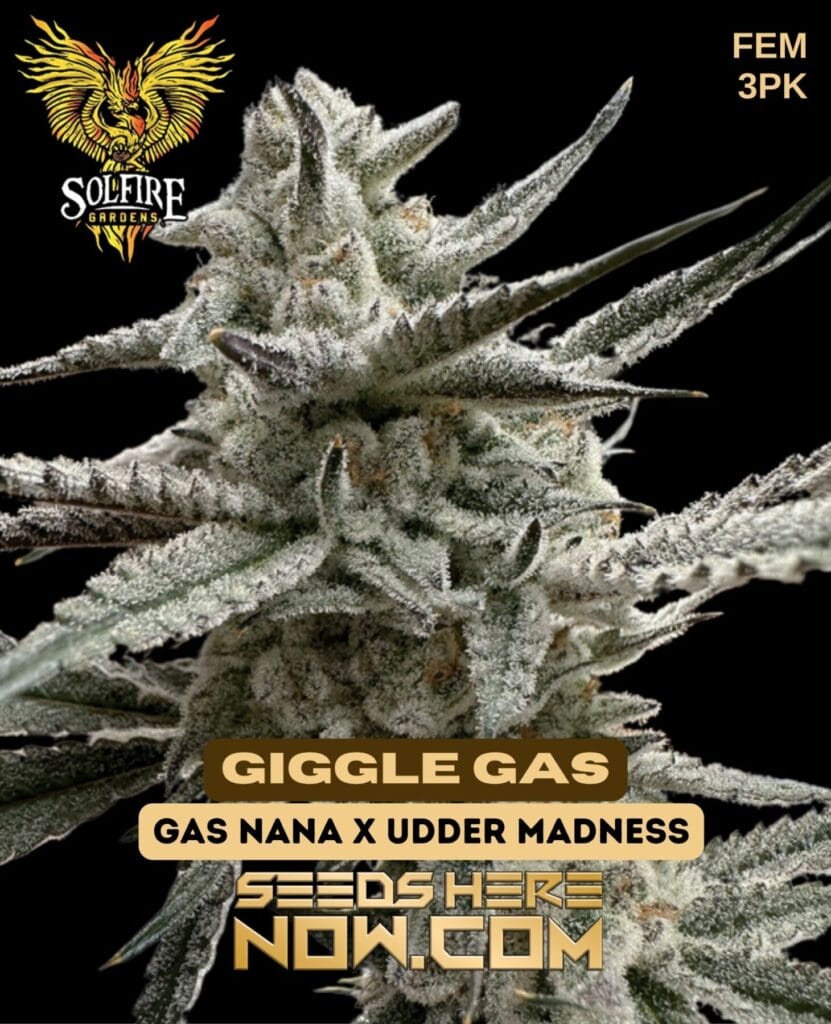 Buy Giggle Gas Feminized Cannabis Seeds | Worldwide Shipping