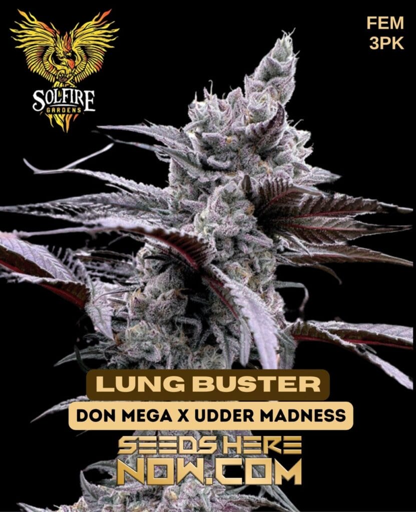 Buy Lung Buster Feminized Seeds - Potent and Flavorful