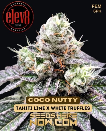 Buy Coco Nutty Feminized Seeds -Rich Terpenes & Smooth Smoke