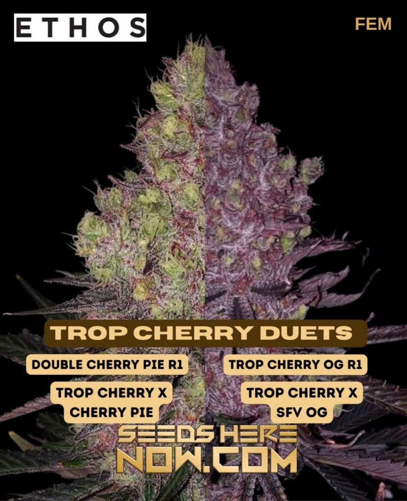 Trop Cherry Duet (Feminized) - Ethos Genetics - Seeds Here Now