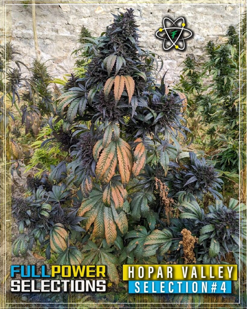 Order Hopar Valley, Selection #4 Regular Seeds - High Yield