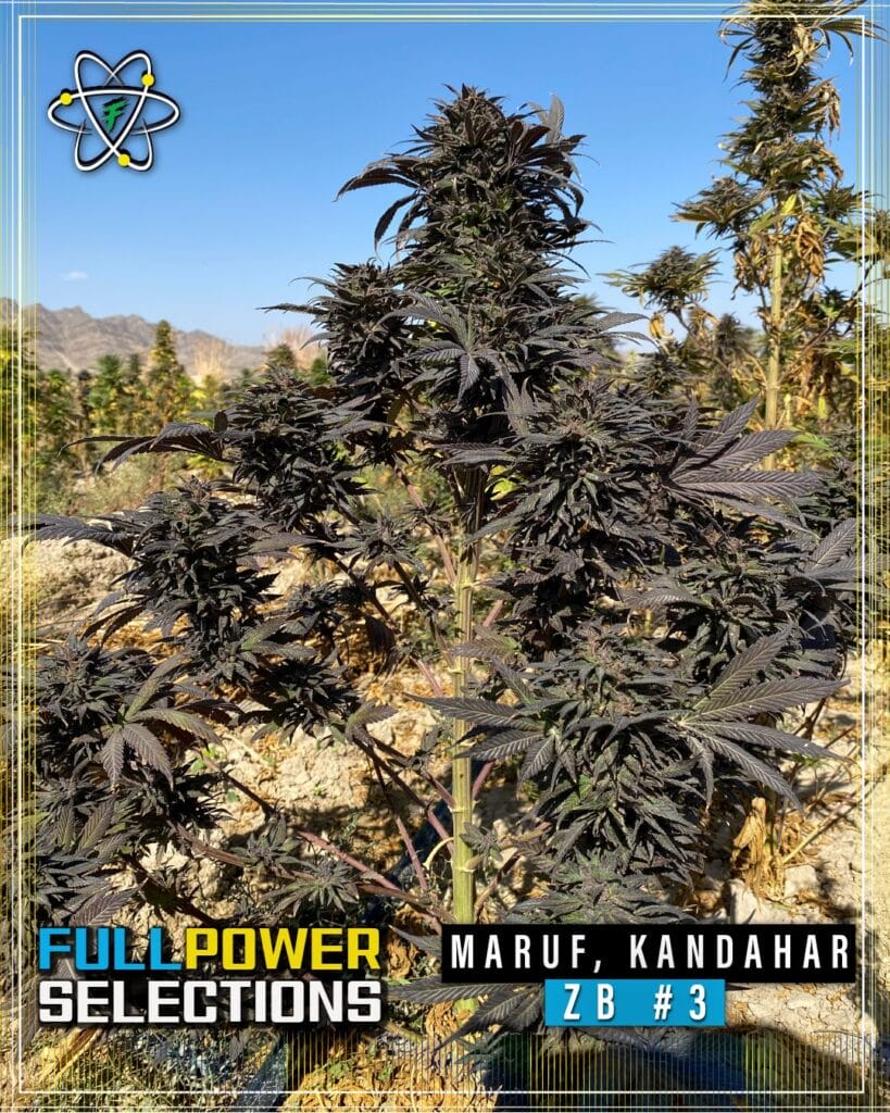 Buy Maruf, Kandahar, ZB #3 Regular Seeds -Top-Shelf Genetics
