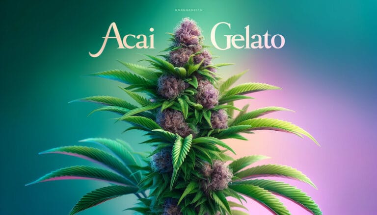 Acai Gelato Strain Review: Cannabis Effects & Grow Tips