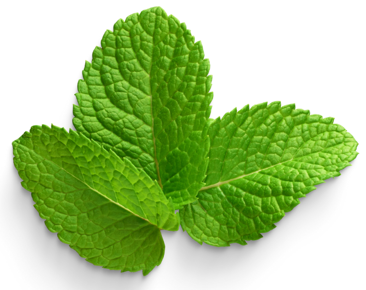 Flavor of the Month | Cannabis Seed Deals at SeedsHereNow