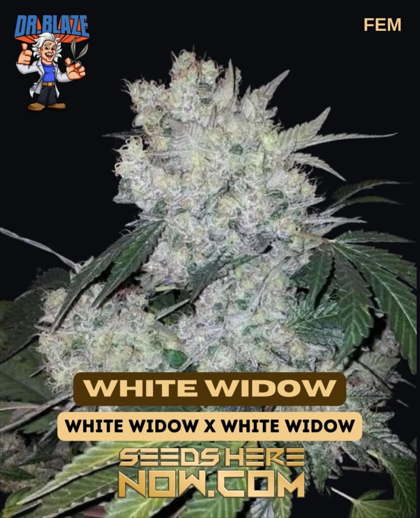 Dr. Blaze Information - Seeds Here Now