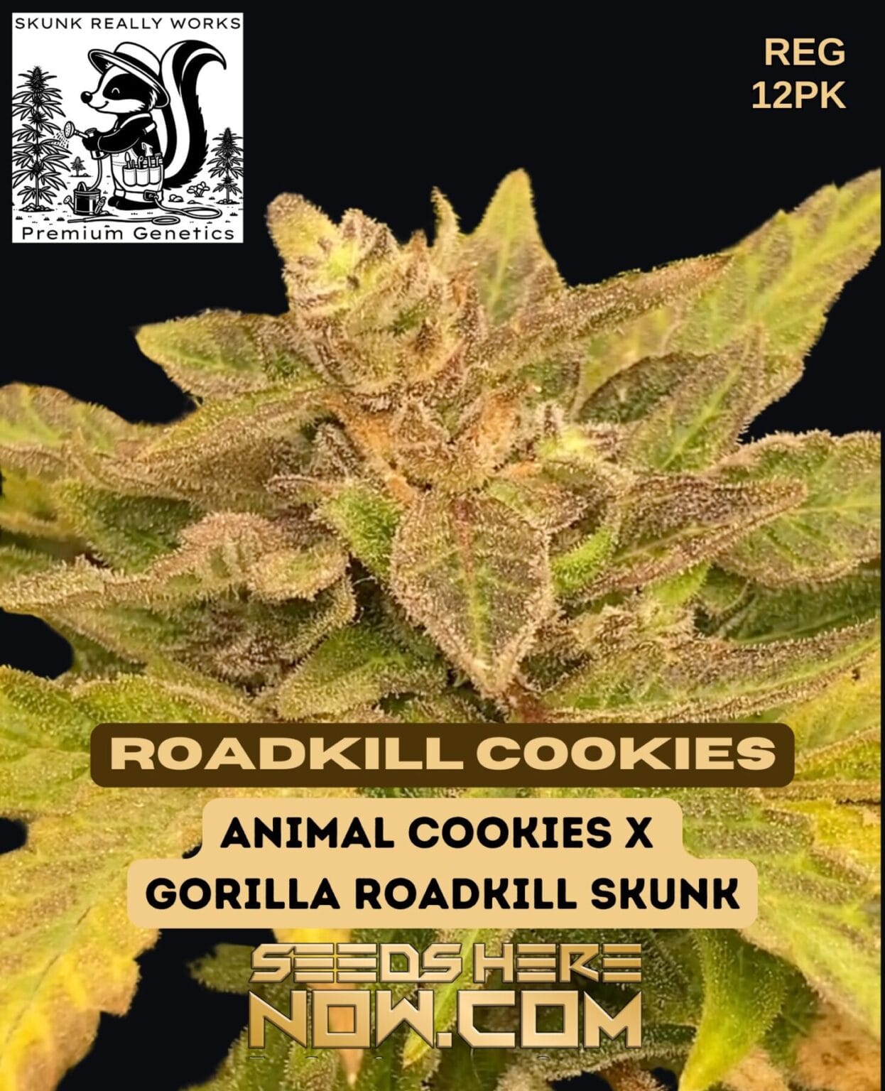 Order Roadkill Cookies Regular Seeds - Potent and Flavorful