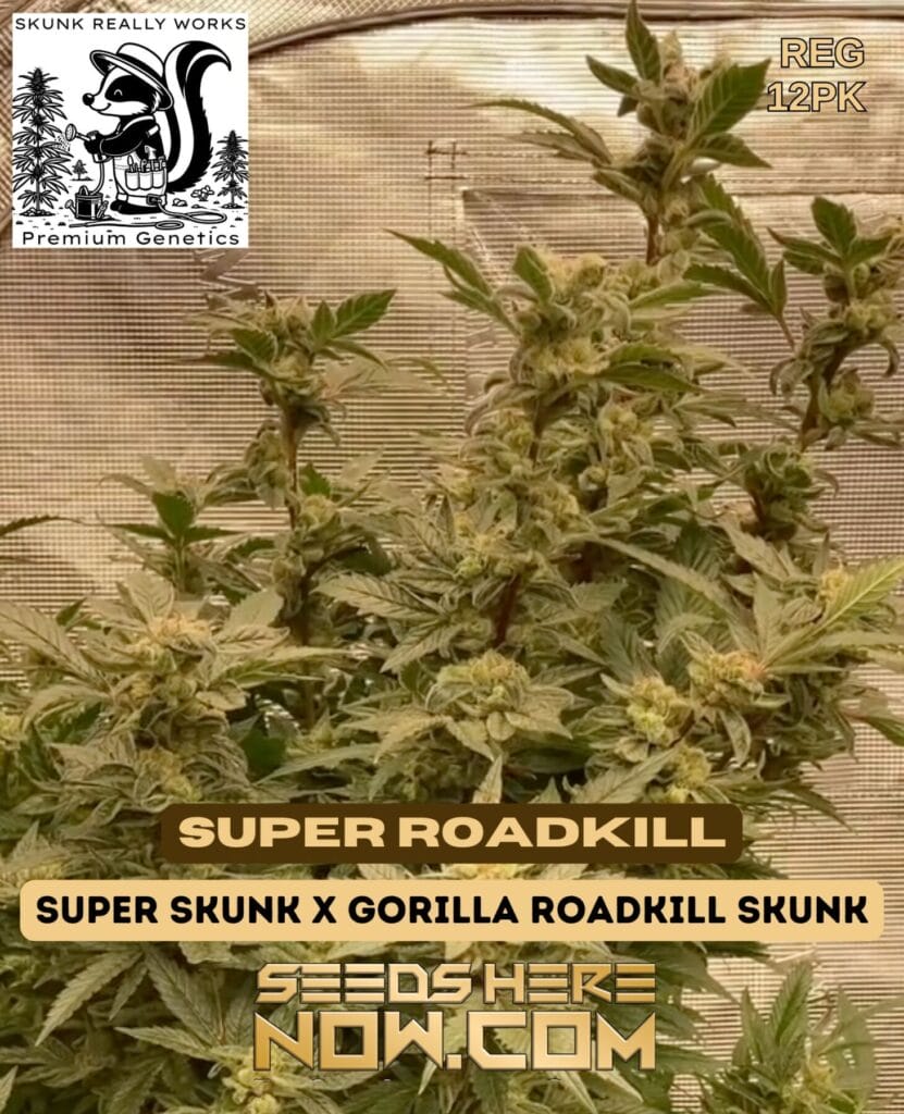 Buy Super Roadkill Regular Cannabis Seeds -Top-Shelf Genetics