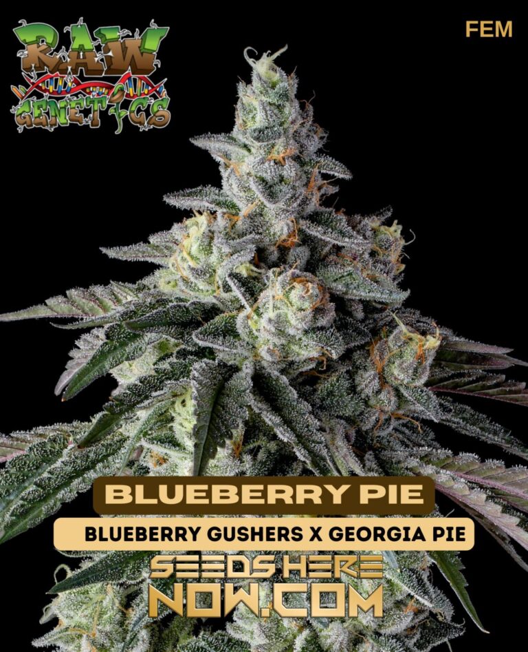 **Blueberry Pie Feminized Seeds - THC 20-25%, 56-63 Days Flower**