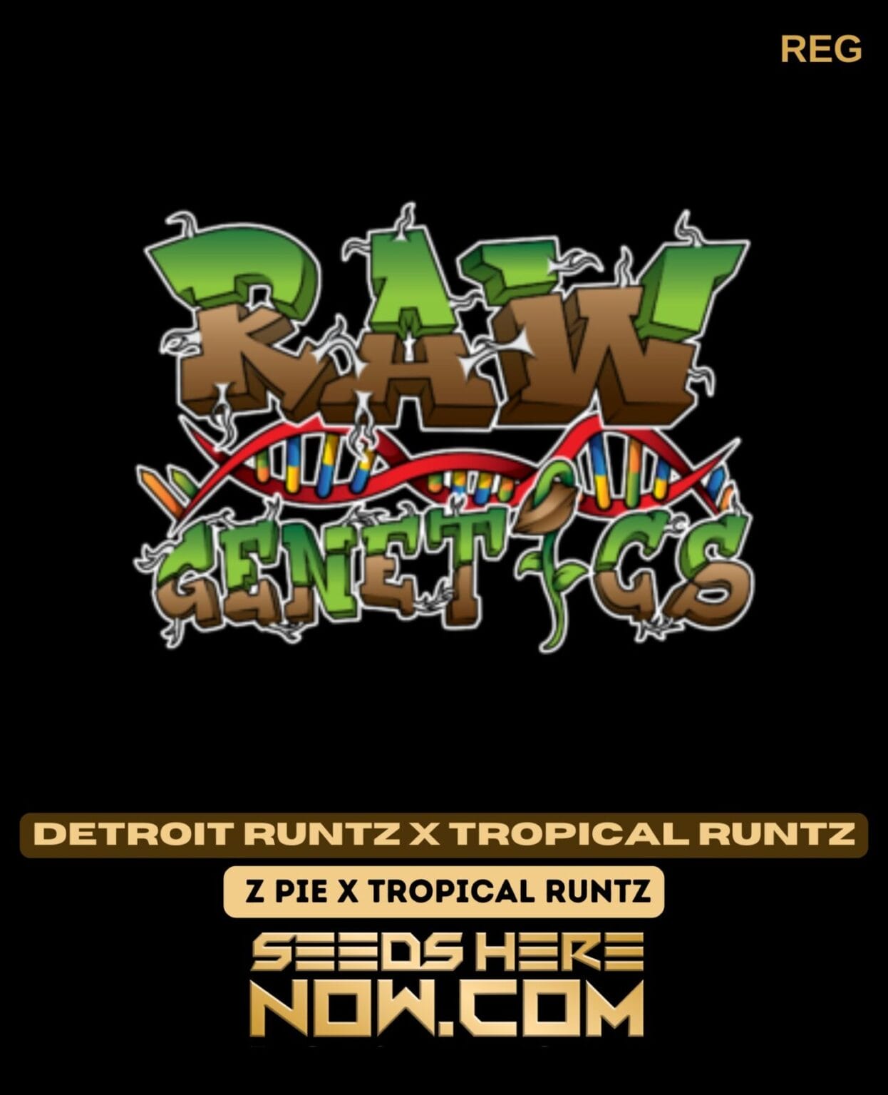 Detroit Runtz X Tropical Runtz Regular Weed Seeds | High-THC