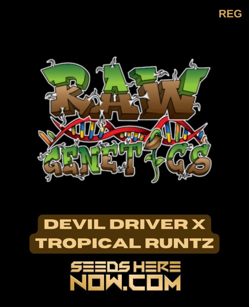 Buy Devil Driver X Tropical Runtz Regular Cannabis Seeds