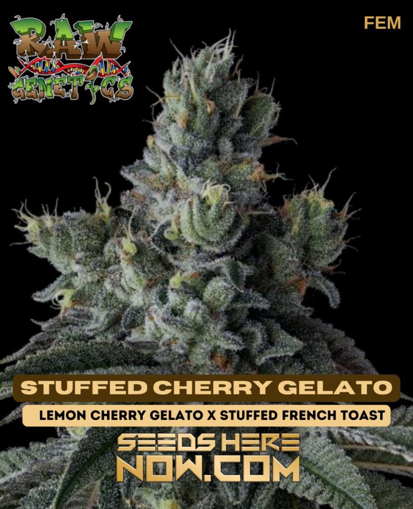 Stuffed Cherry Gelato (Feminized) - Raw Genetics
