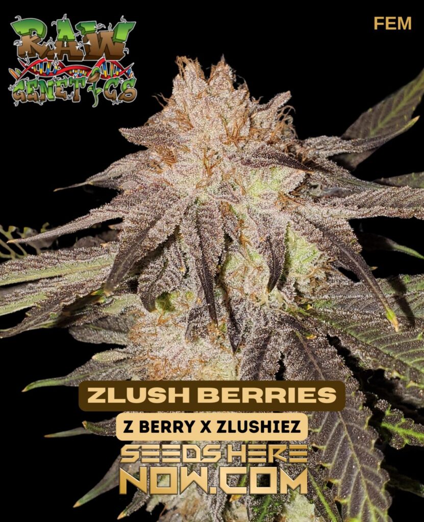 Order Zlush Berries Feminized Weed Seeds | Balanced Hybrid