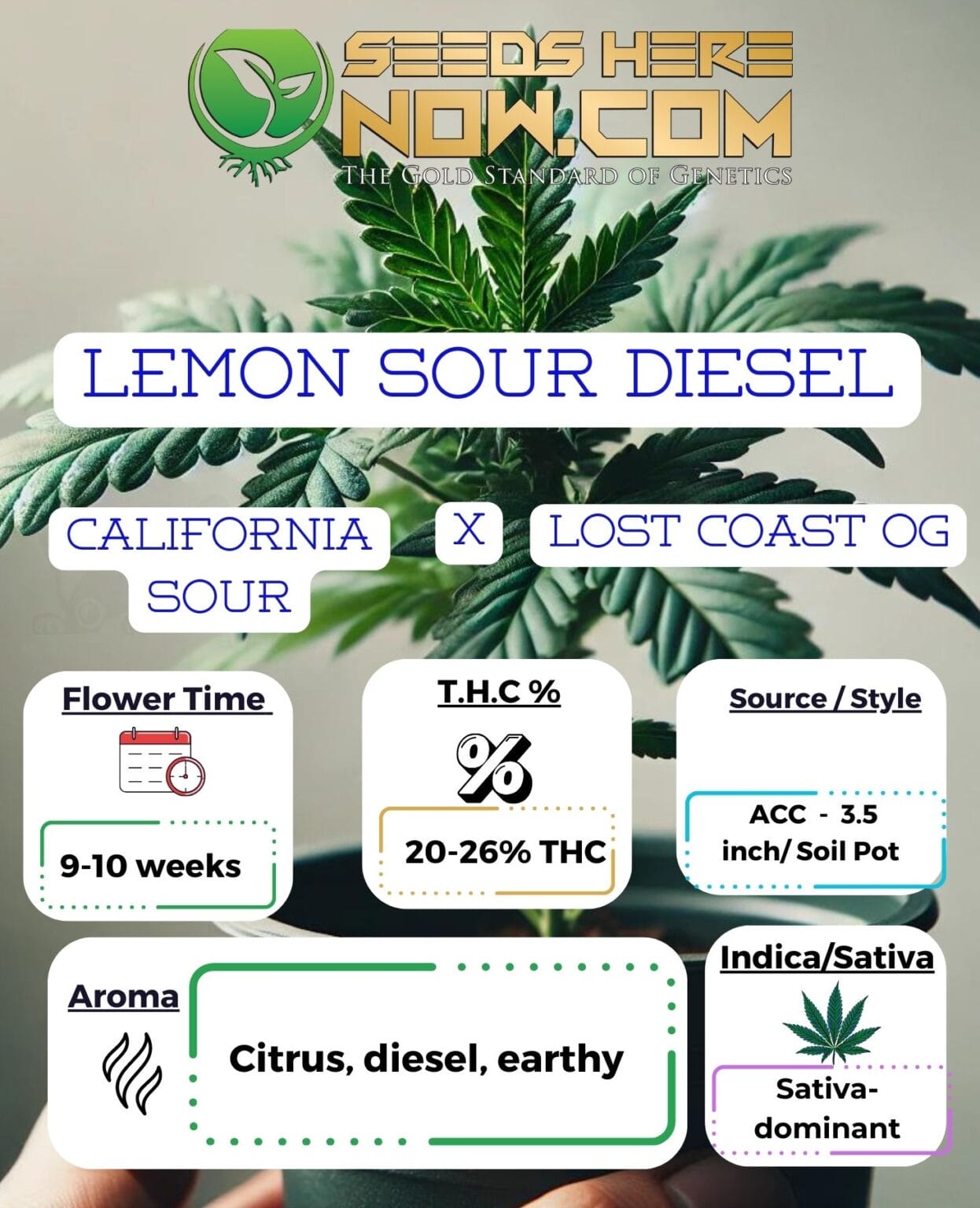 ACC – Lemon Sour Diesel - Seeds Here Now