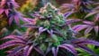 Bob Hope Strain Review: Cannabis Effects & Grow Tips