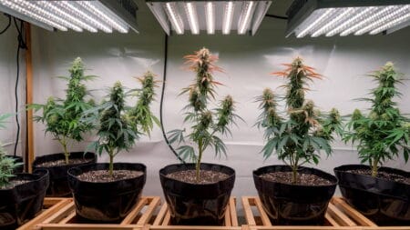 Cannabis Nutrient Schedule: Optimal Growth | SeedsHereNow