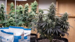 Cannabis Nutrient Schedule: Optimal Growth | SeedsHereNow