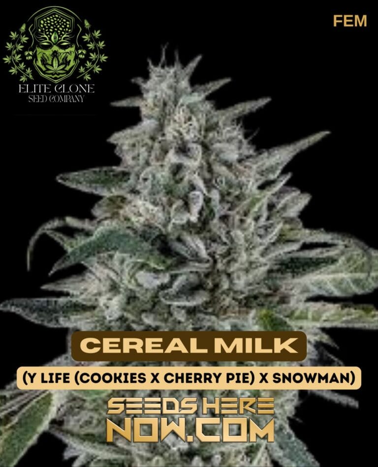 Cereal Milk Seeds – Elite Clone Seed Company | Sweet Hybrid Strain