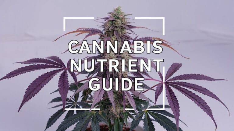 Cannabis Nutrients: A Complete Guide | Seeds Here Now