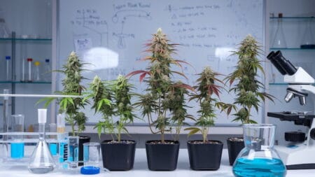 THC-A Science: Future Of Cannabis? | Trusted Cannabis Guide