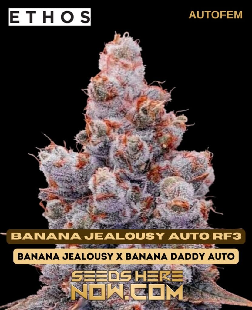 Banana Jealousy Auto R F3 Autoflower Cannabis Seeds | S.H.N.