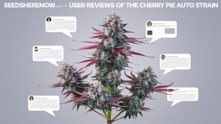 Cherry Pie Auto Strain Review: Taste, Aroma & Effects
