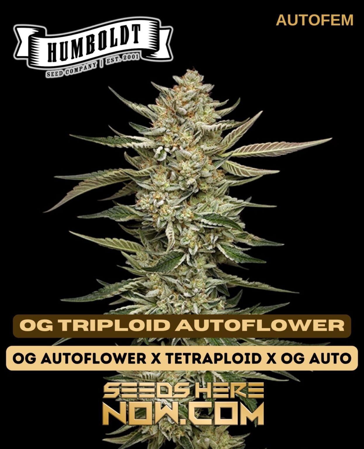 Shop OG Triploid Autoflower Cannabis Seeds | Potent Effects