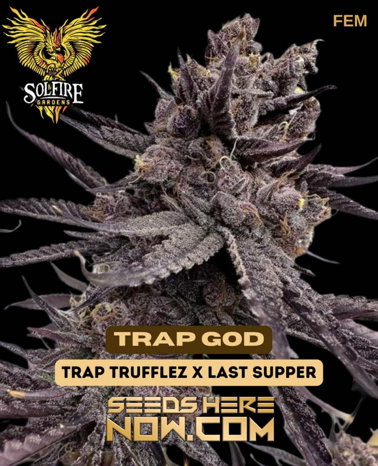 Trap God Seeds – Premium Indica Hybrid | SeedsHereNow.com
