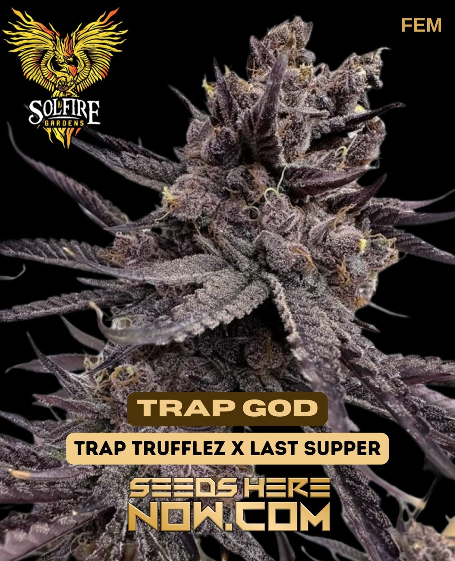 Trap God Seeds – Premium Indica Hybrid | SeedsHereNow.com