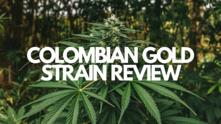 Colombian Gold Strain Review: Cannabis Effects & Grow Tips