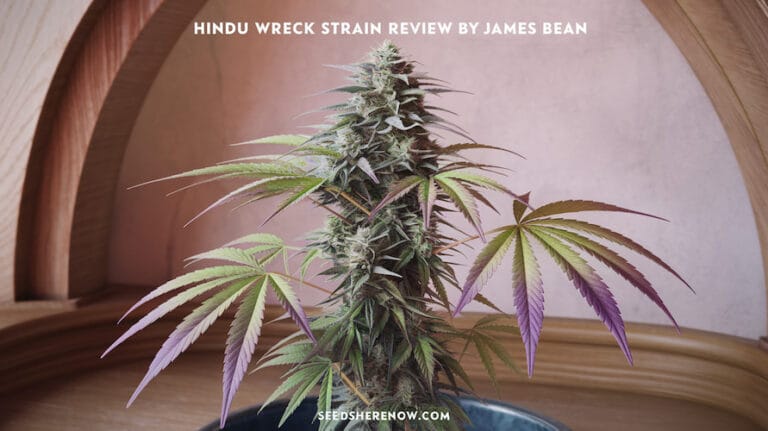 Hindu Wreck Strain Review: Cannabis Taste, Aroma & Effects
