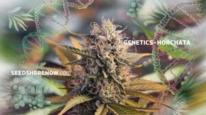 Horchata Strain Review: Cannabis Effects & Grow Tips