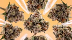 Horchata Strain Review: Cannabis Effects & Grow Tips