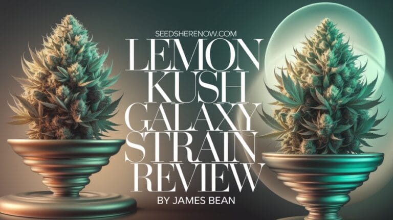 Lemon Kush Galaxy Strain Review: Cannabis Potency & Effects