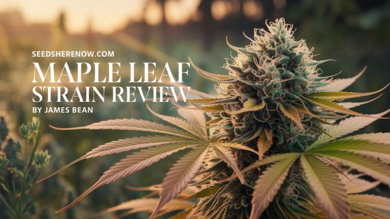 Maple Leaf Strain Review: Cannabis Effects & Flavor
