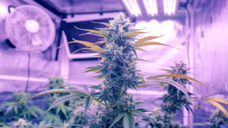Moonbow Strain Review: Cannabis Effects & Grow Tips