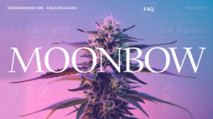 Moonbow Strain Review: Cannabis Effects & Grow Tips