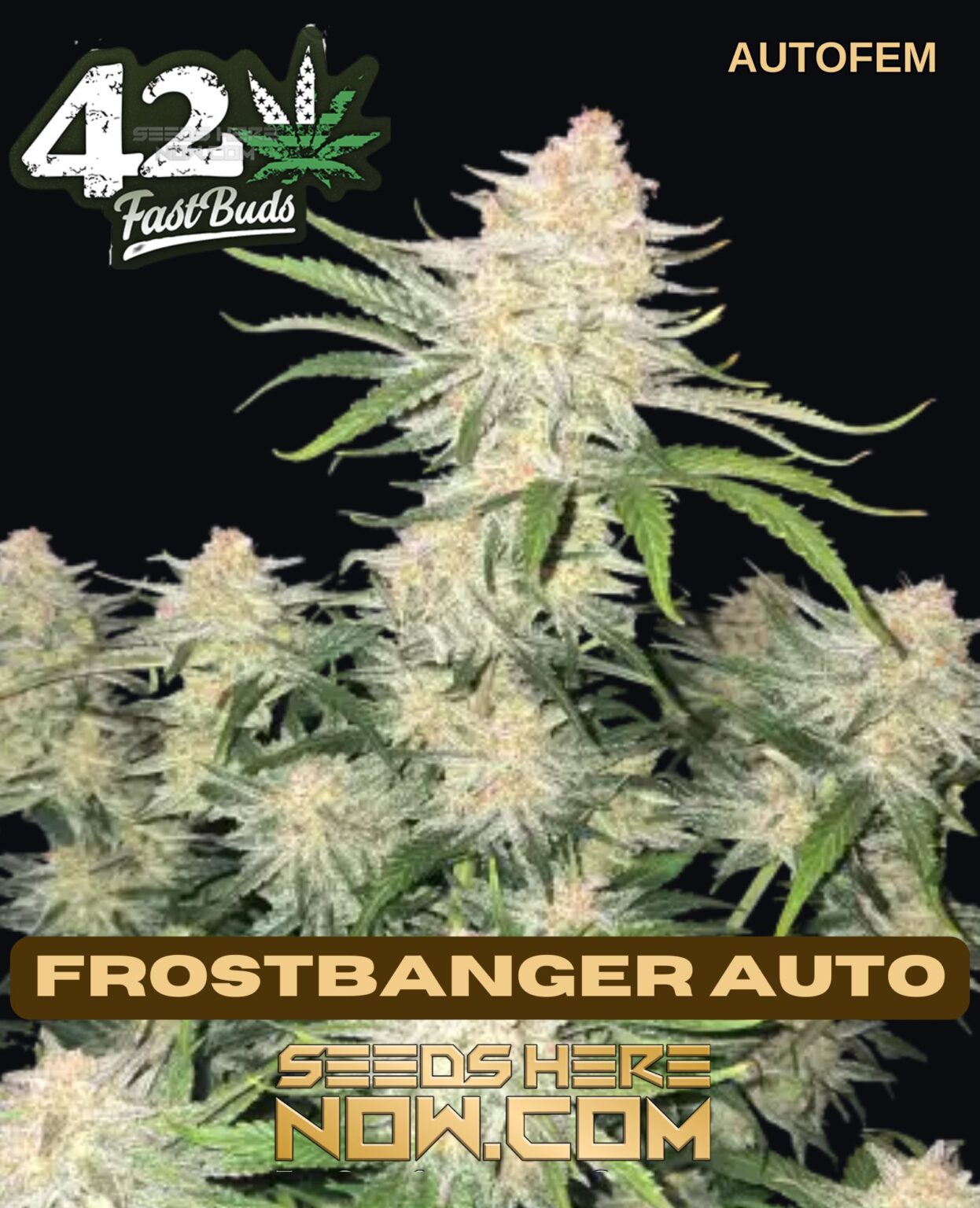 Fast Buds 420: Premium Cannabis Seeds - Auto Flowers & More