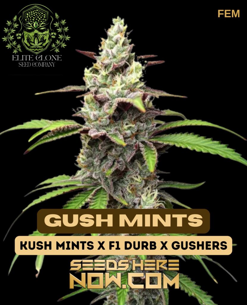 Gush Mints S1 Seeds – Candy Gas Genetics | SeedsHereNow