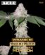 Ethos Genetics Information - Seeds Here Now