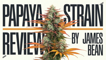 Papaya Strain Review: Cannabis Effects & Grow Tips