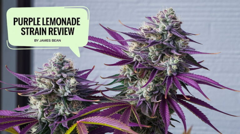 Purple Lemonade Strain Review: Cannabis Effects & Flavor