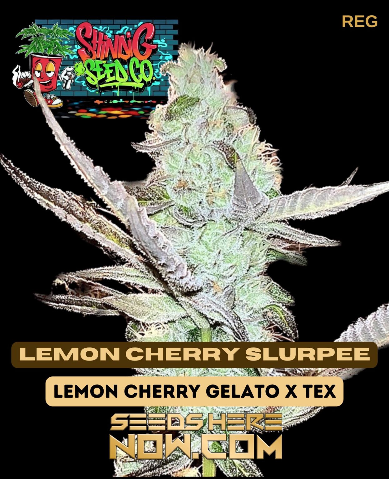 Flavor Of The Month | Cannabis Seed Deals At SeedsHereNow