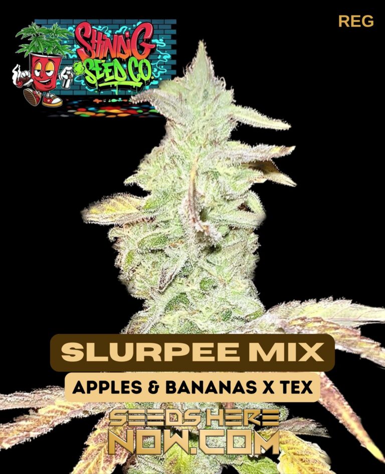 Buy Cannabis Seeds Online | Shop Today At Seeds Here Now