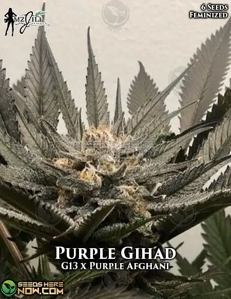 Purple Gihad Feminized Cannabis Seeds | Guaranteed Delivery