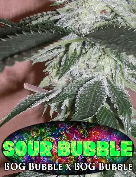 Shop Sour Bubble Regular Cannabis Seeds | Worldwide Shipping