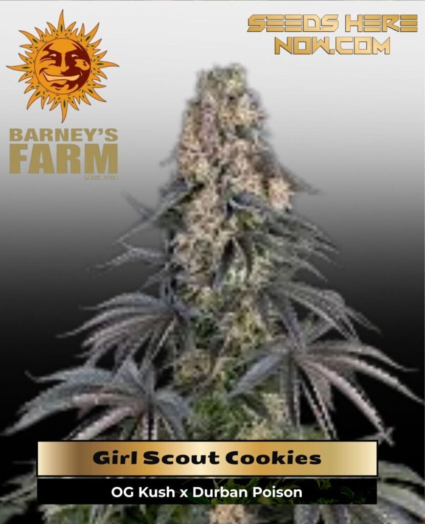 Girl Scout Cookies Feminized Marijuana Seeds | Rich Terpenes