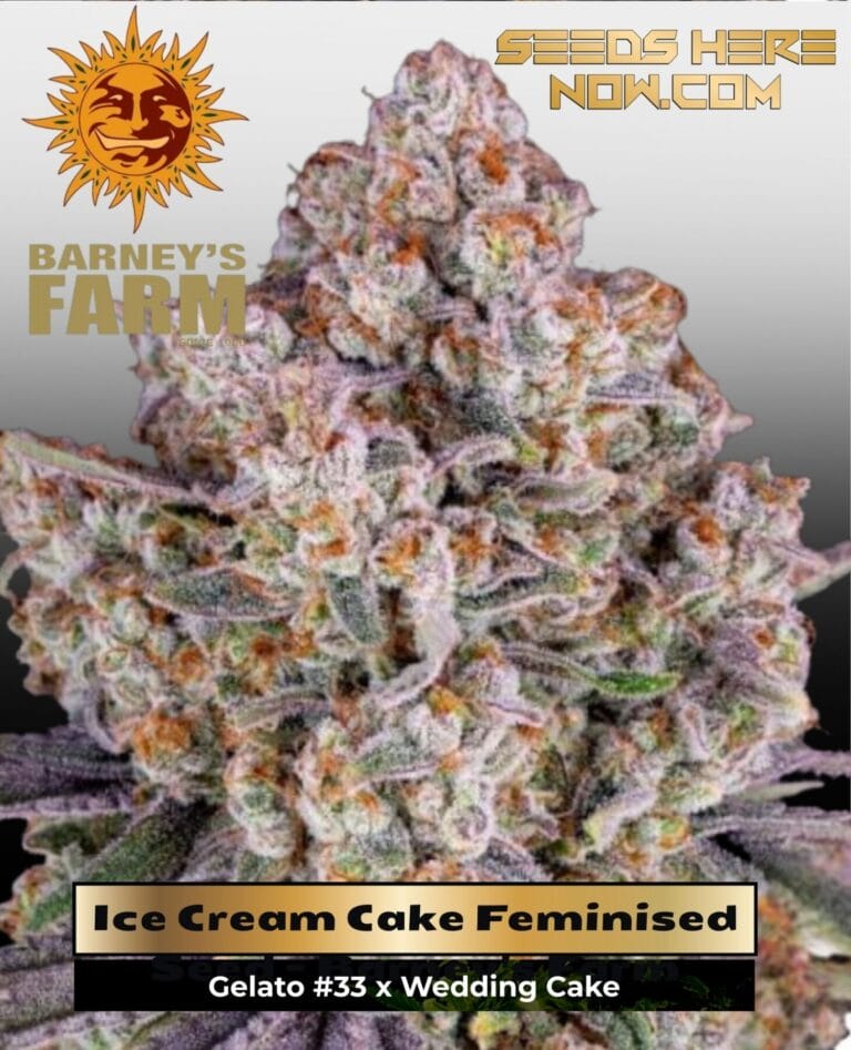 Shop Ice Cream Cake Feminized Marijuana Seeds | Heavy Yields