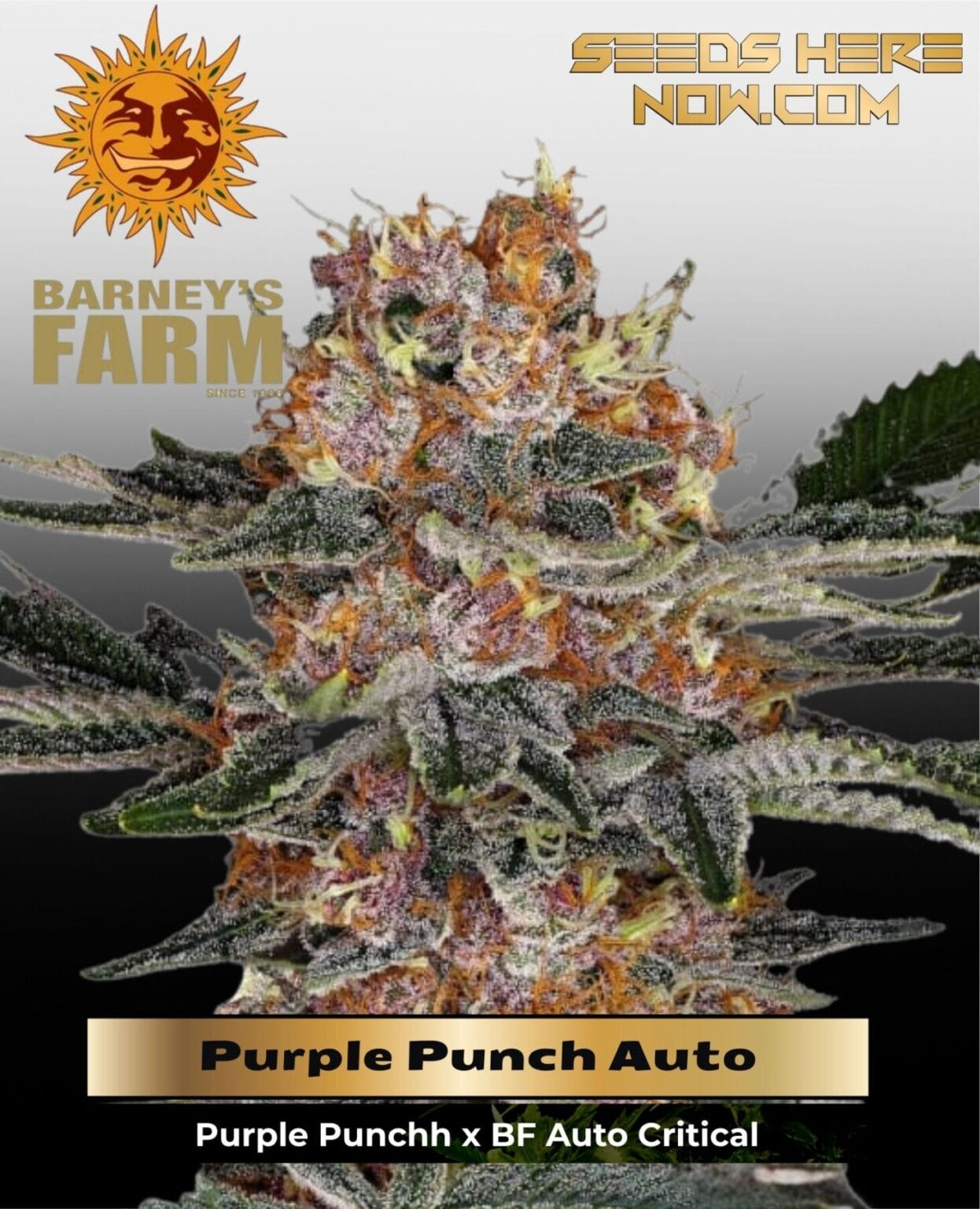 Order Purple Punch Autoflower Cannabis Seeds | Rich Terpenes
